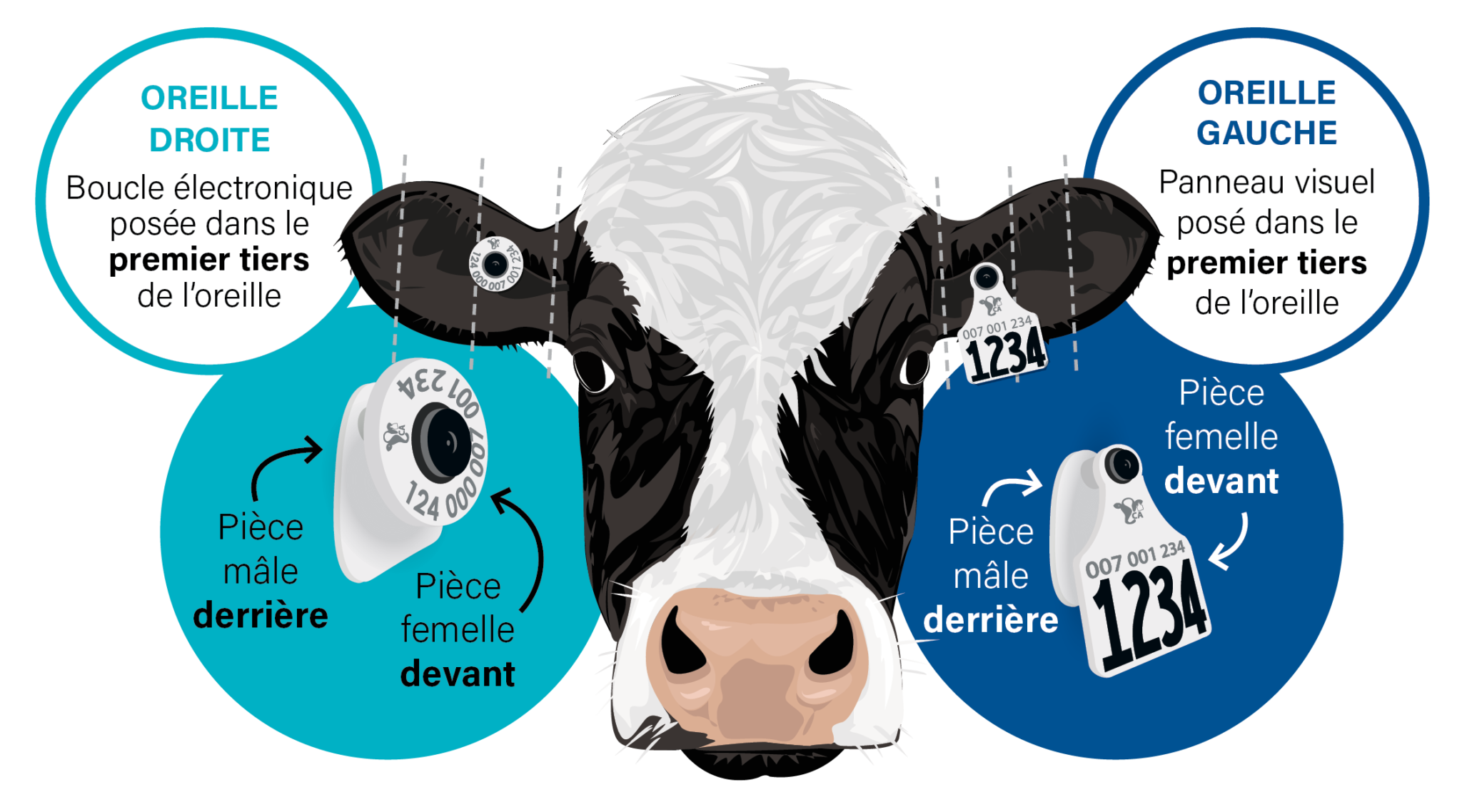 ear tag placement 540 wide FR – DairyTrace